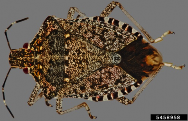 Watch Out for the Invasive Brown Marmorated Stink Bug, a Serious ...