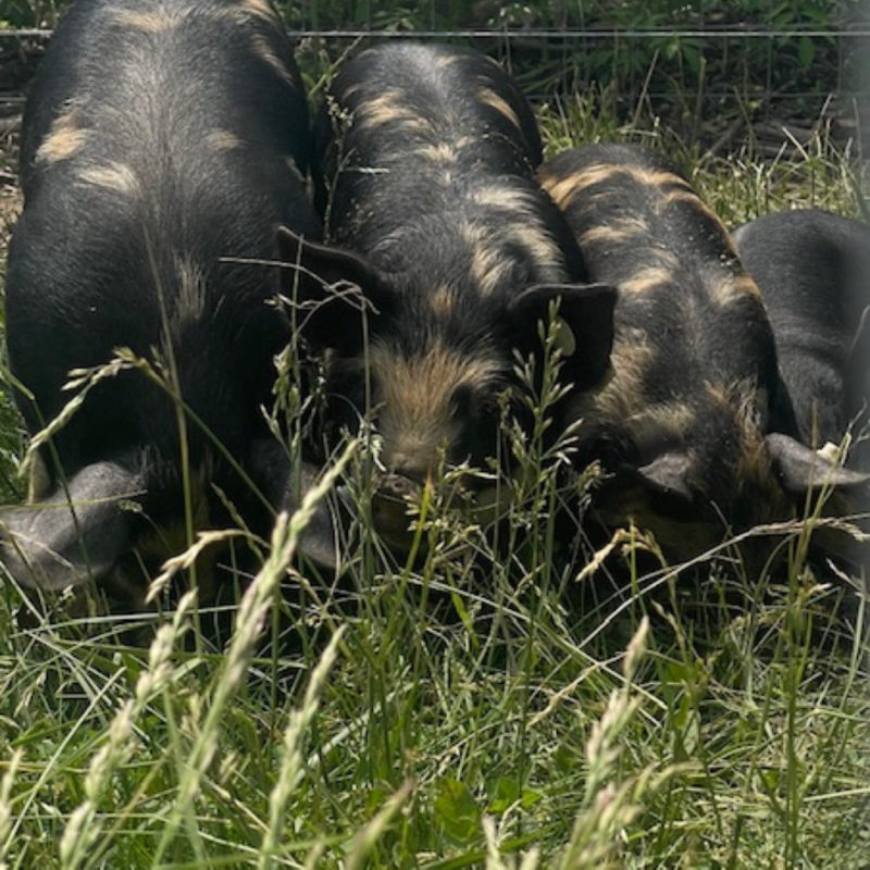 EQIP vs CSP: Which USDA Conservation Program Is Right for You ...